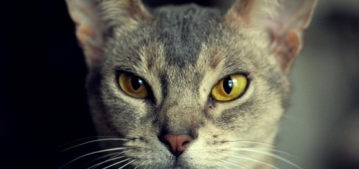 Healing Cat Purrs Lovecats World