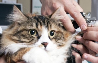 Tips for claw trimming | LoveCATS World