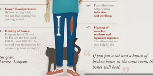 Healing Cat Purrs Lovecats World