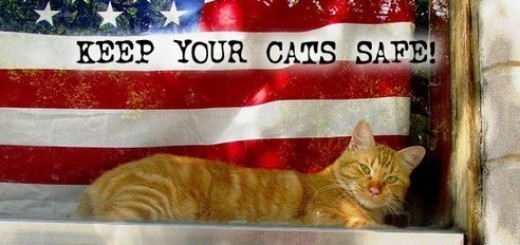 Halloween safety tips! – LoveCATS Blog