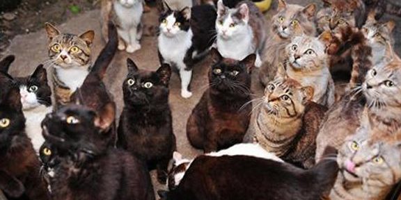 What possesses people to possess hundreds of pets? | LoveCATS World