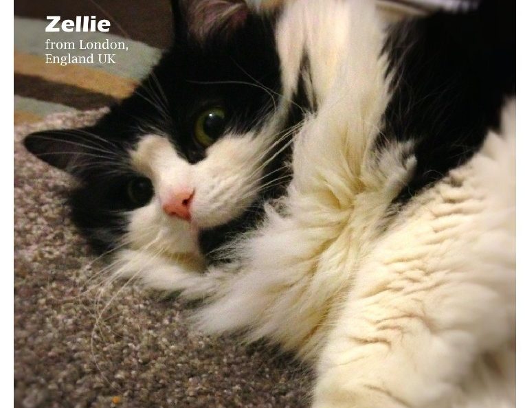 Book 2 - Photo contest winners! | LoveCATS World