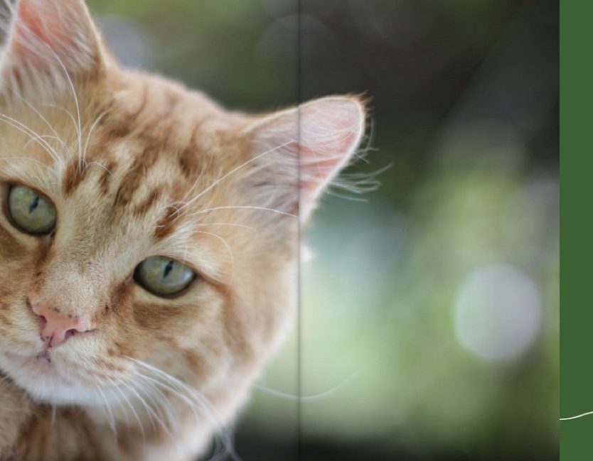 Book 2 - Photo contest winners! | LoveCATS World