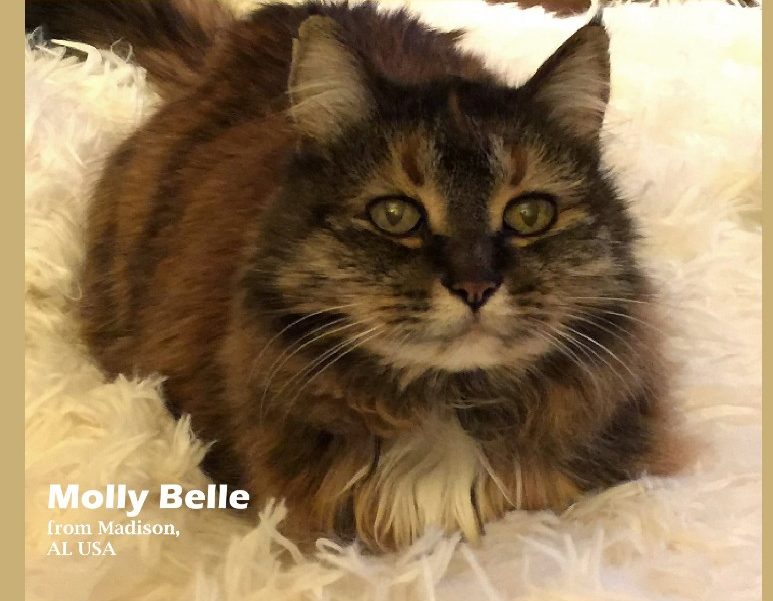 Book 2 - Photo contest winners! | LoveCATS World