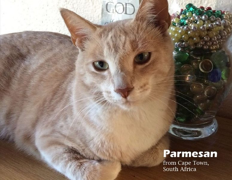 Book 2 - Photo contest winners! | Join MEOW!