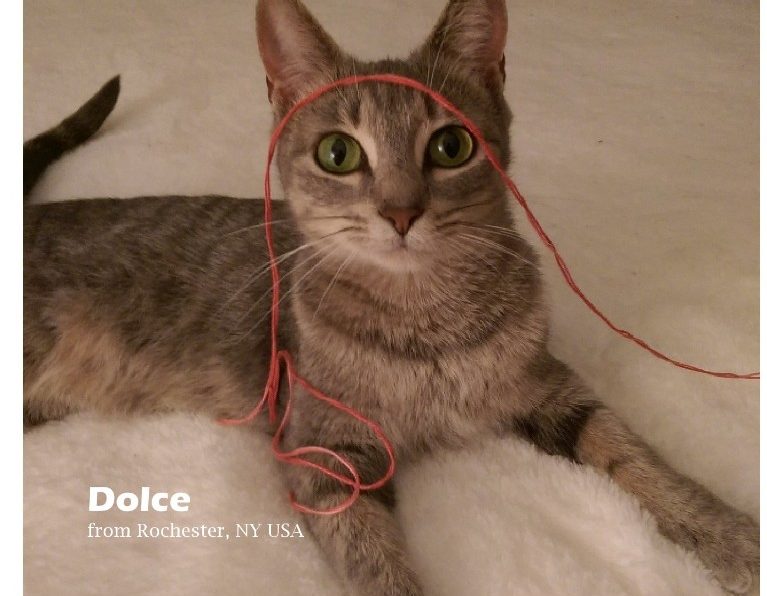 Book 2 - Photo contest winners! | LoveCATS World