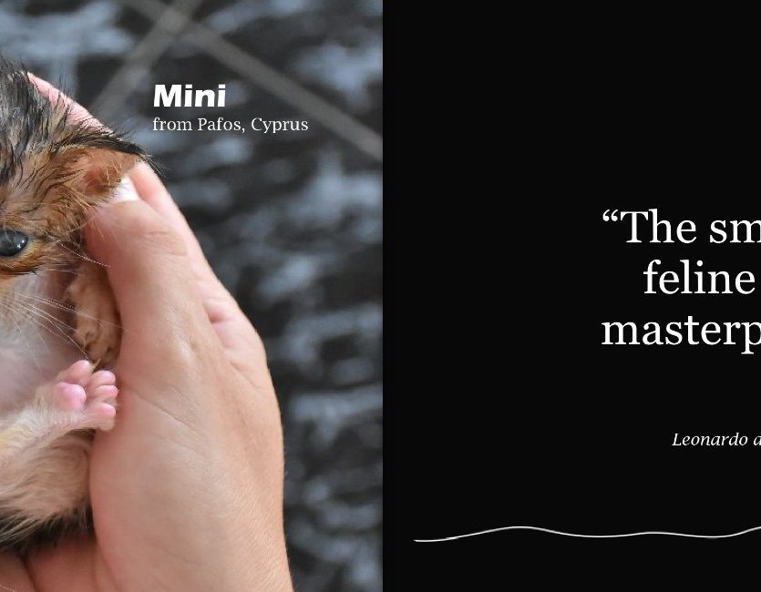 Book 2 - Photo contest winners! | LoveCATS World