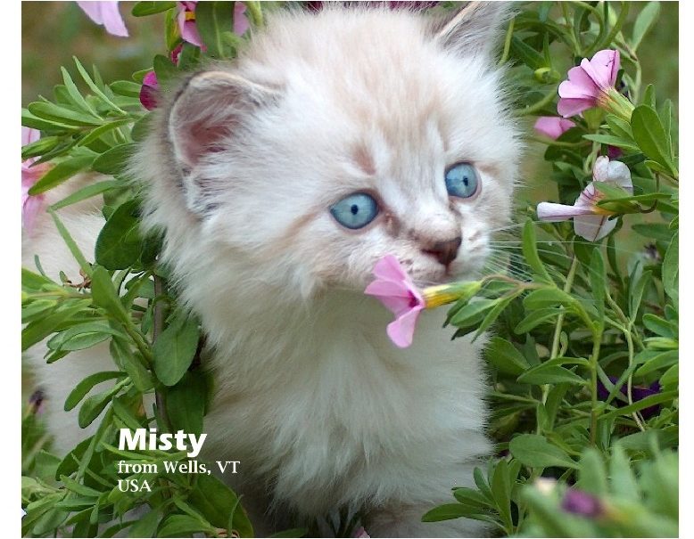 Book 2 - Photo contest winners! | LoveCATS World