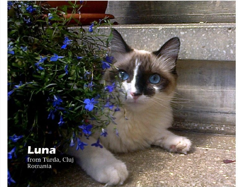 Book 2 - Photo contest winners! | Join MEOW!