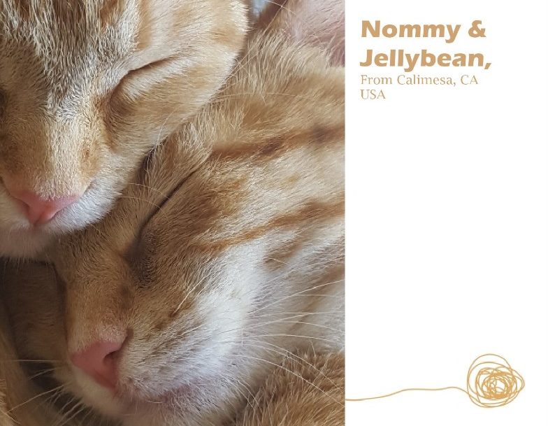 Book 2 - Photo contest winners! | LoveCATS World