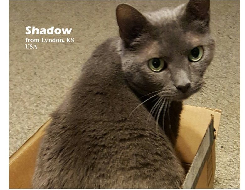 Book 2 - Photo contest winners! | LoveCATS World