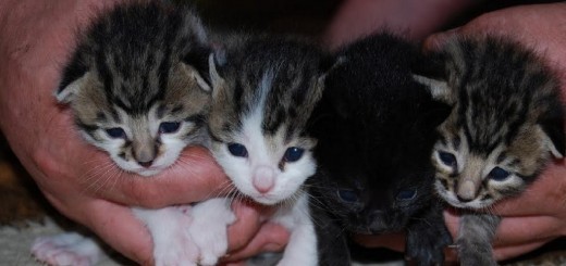 What is your cat trying to tell you? – LoveCATS World