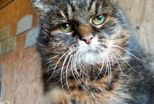 Creme Puff, the oldest cat in history! | LoveCATS World