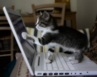 How to Cat Proof Your Computer | LoveCATS World