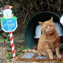 Barney, the cemetery cat | LoveCATS World