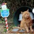 Barney, the cemetery cat | LoveCATS World