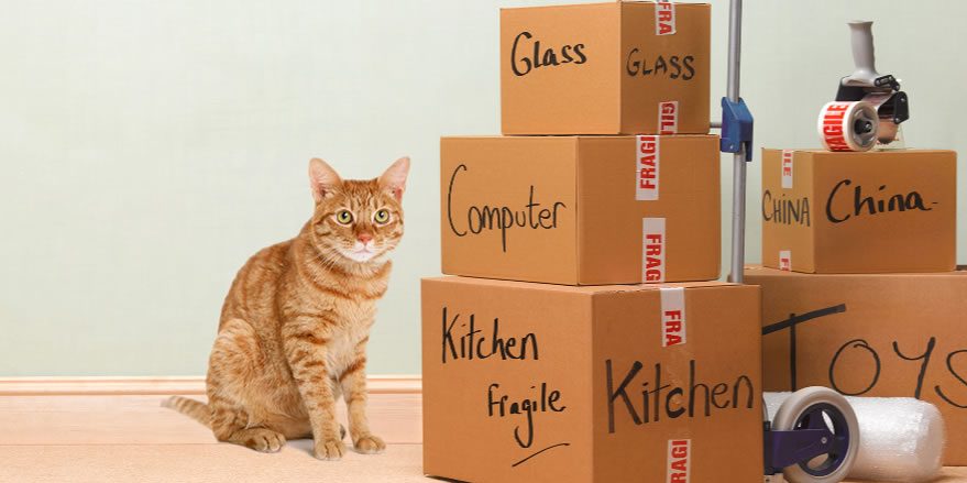 Moving to a new home with your cat (or cats!) | LoveCATS World