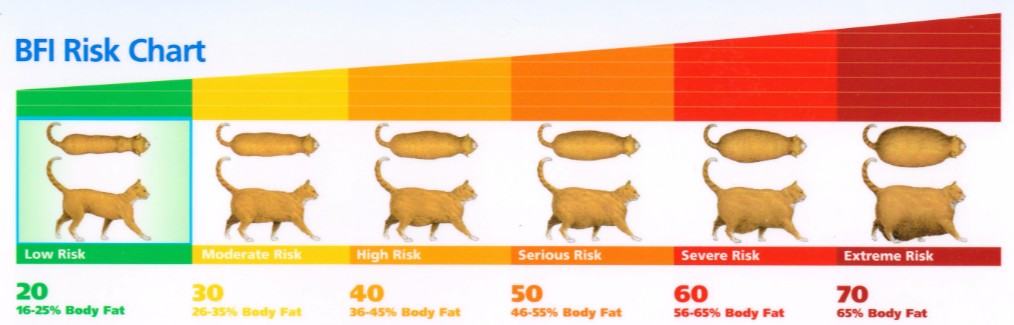 Is your cat FAT or FIT? | LoveCATS World