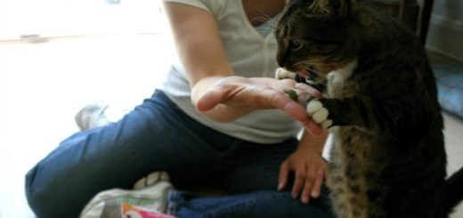 Healing Cat Purrs Lovecats Blog