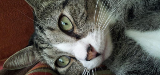 Toronto feral cats’ angel – LoveCATS Blog