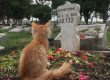 Barney, the cemetery cat | LoveCATS World