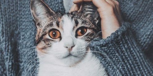 Do cats really bond to their humans? | LoveCATS World