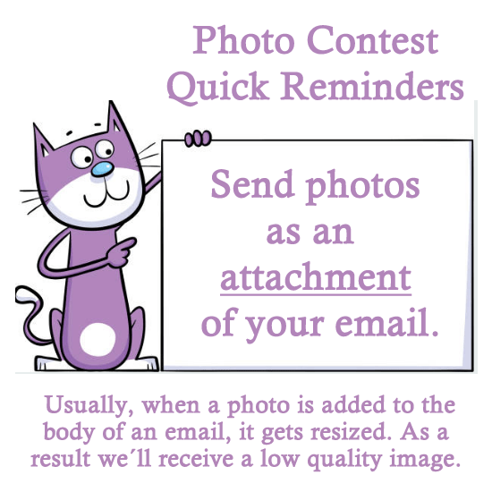 Photo Contest Quick Reminders | LoveCATS World