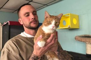 A US prison uses cats to rehabilitate prisoners | LoveCATS World
