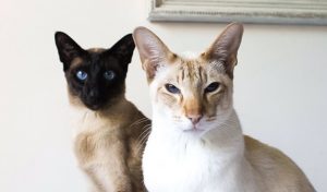 5 reasons to love meezers! | LoveCATS World