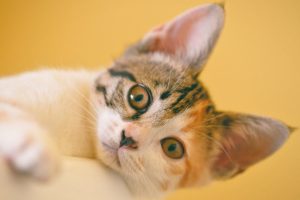 6 common ear problems in cats | LoveCATS World