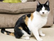 Meet Jake, Britain’s rarest cat. | LoveCATS World