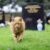 Barney, the cemetery cat | LoveCATS World