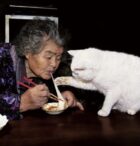 Fukumaru, a stray kitten saved by a Japanese grandma | LoveCATS World