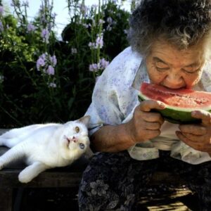 Fukumaru, a stray kitten saved by a Japanese grandma | LoveCATS World