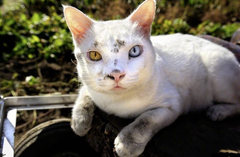 Fukumaru, a stray kitten saved by a Japanese grandma | LoveCATS World