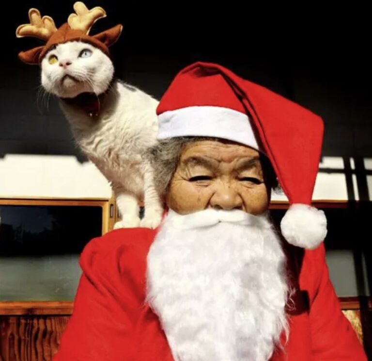 Fukumaru, a stray kitten saved by a Japanese grandma | LoveCATS World