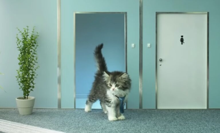 Some of the best and most hilarious cat commercials ever! | LoveCATS World