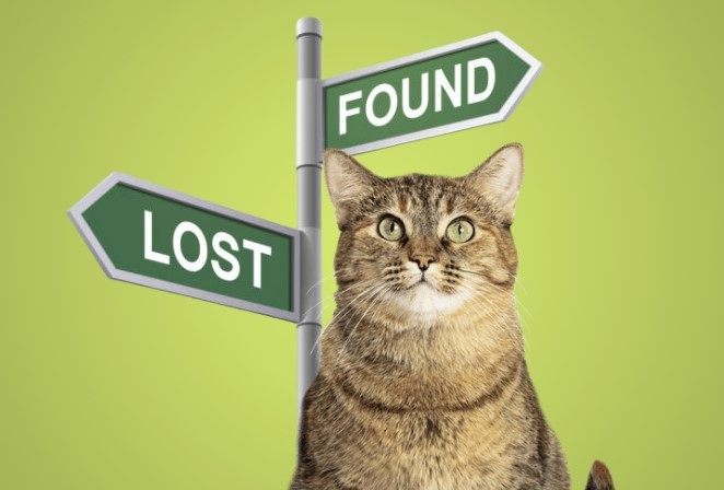 Top 10 lost and found cat stories | LoveCATS World
