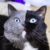 Narnia, a stunning genetic wonder | LoveCATS World