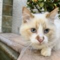 40 Ukrainian shelter cats find forever homes in Germany | LoveCATS World