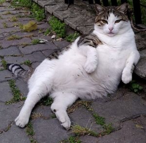 Tombili, the Turkish cat who got her very own statue! | LoveCATS World