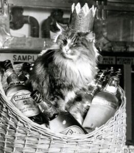 Towser, the greatest mouser in the history of Scotch whisky | LoveCATS ...