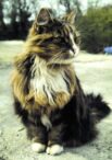 Towser, the greatest mouser in the history of Scotch whisky | LoveCATS ...