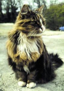 Towser, the greatest mouser in the history of Scotch whisky | LoveCATS ...