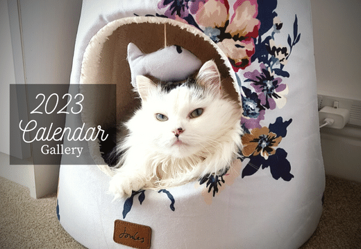 2023 Calendar Photo Contest Participants Gallery | LoveCATS World