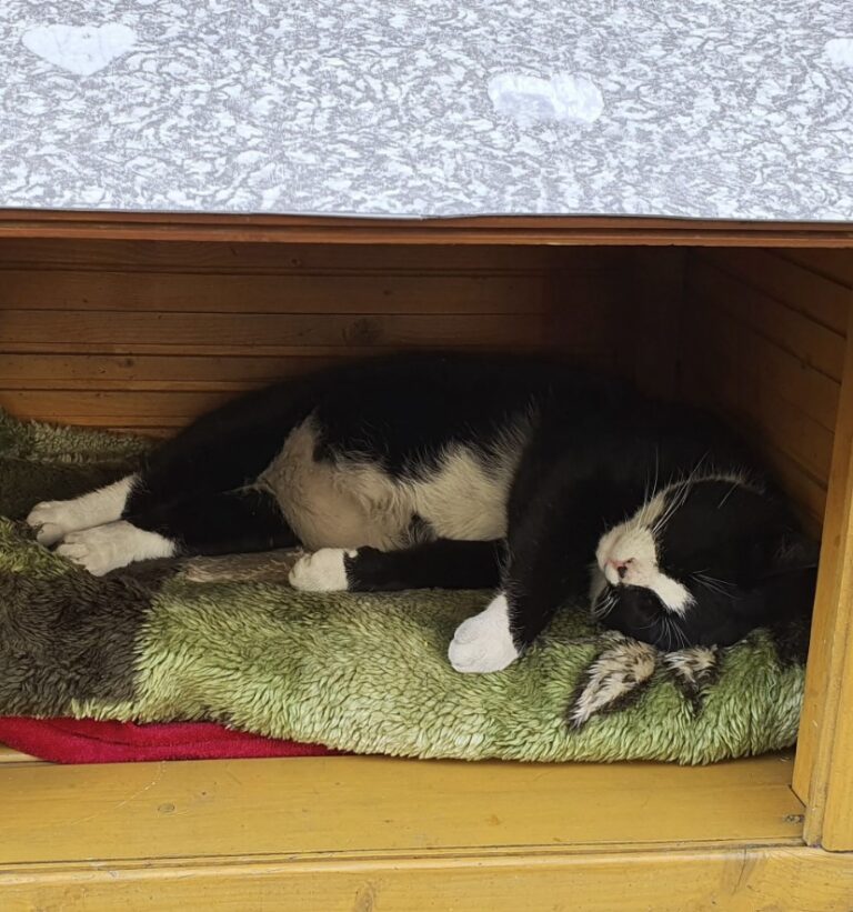 Gacek, the most famous street cat in the world | LoveCATS World