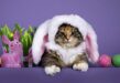 Spring and Easter Safety Tips | LoveCATS World