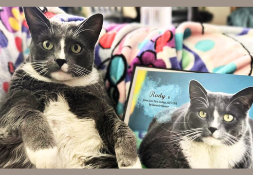 Photo Books | Photo contest past winners | LoveCATS World