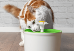 Tips to Increase Your Cat’s Water Intake | LoveCATS World